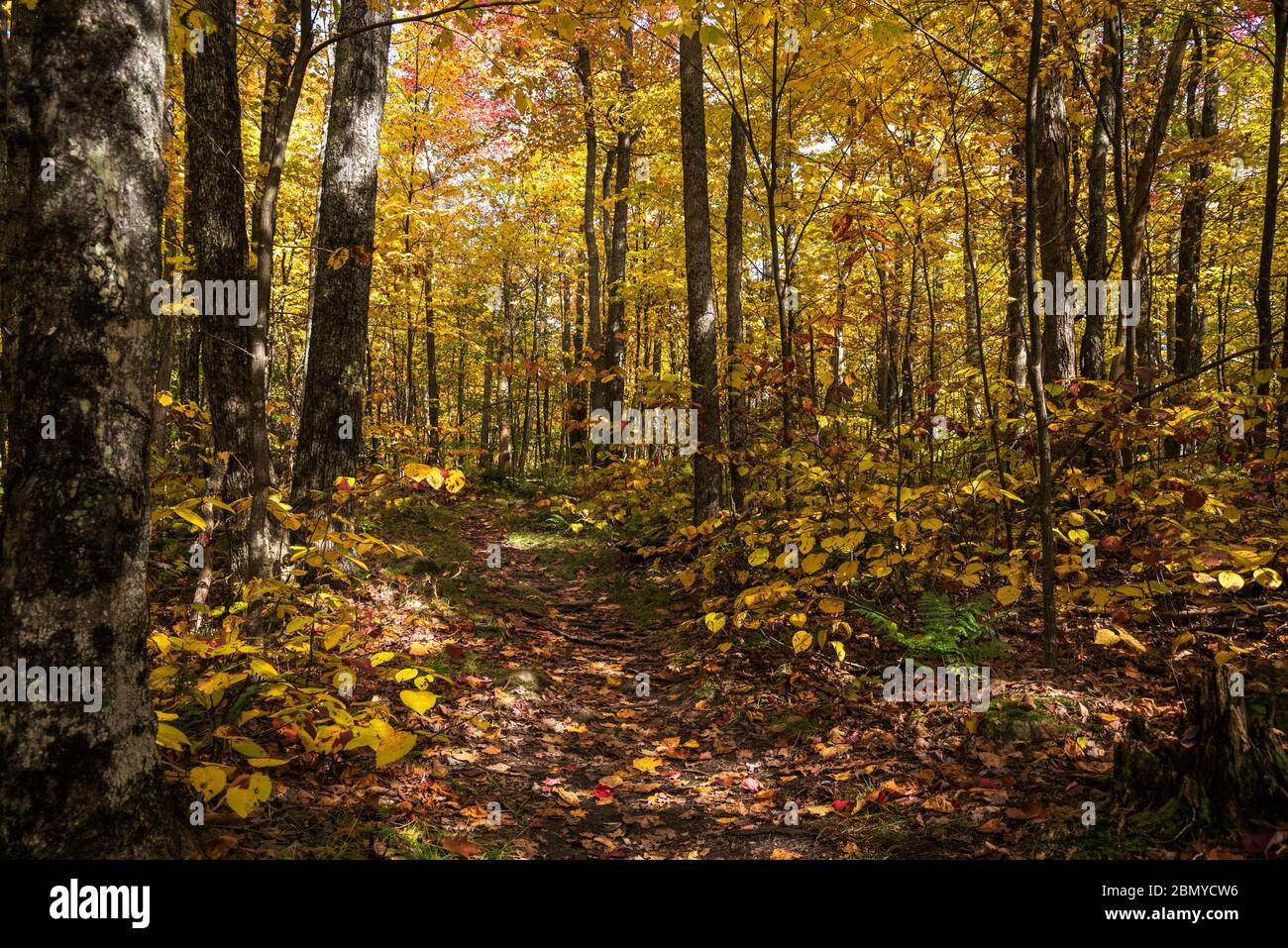 Empty narrow trail through deep woods at the peak of fall foliage Stock ...