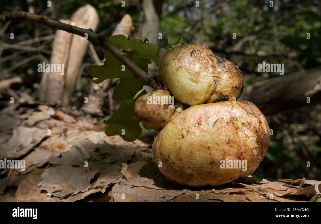 Oak gall apple on leaf of a common oak hi-res stock photography and ...