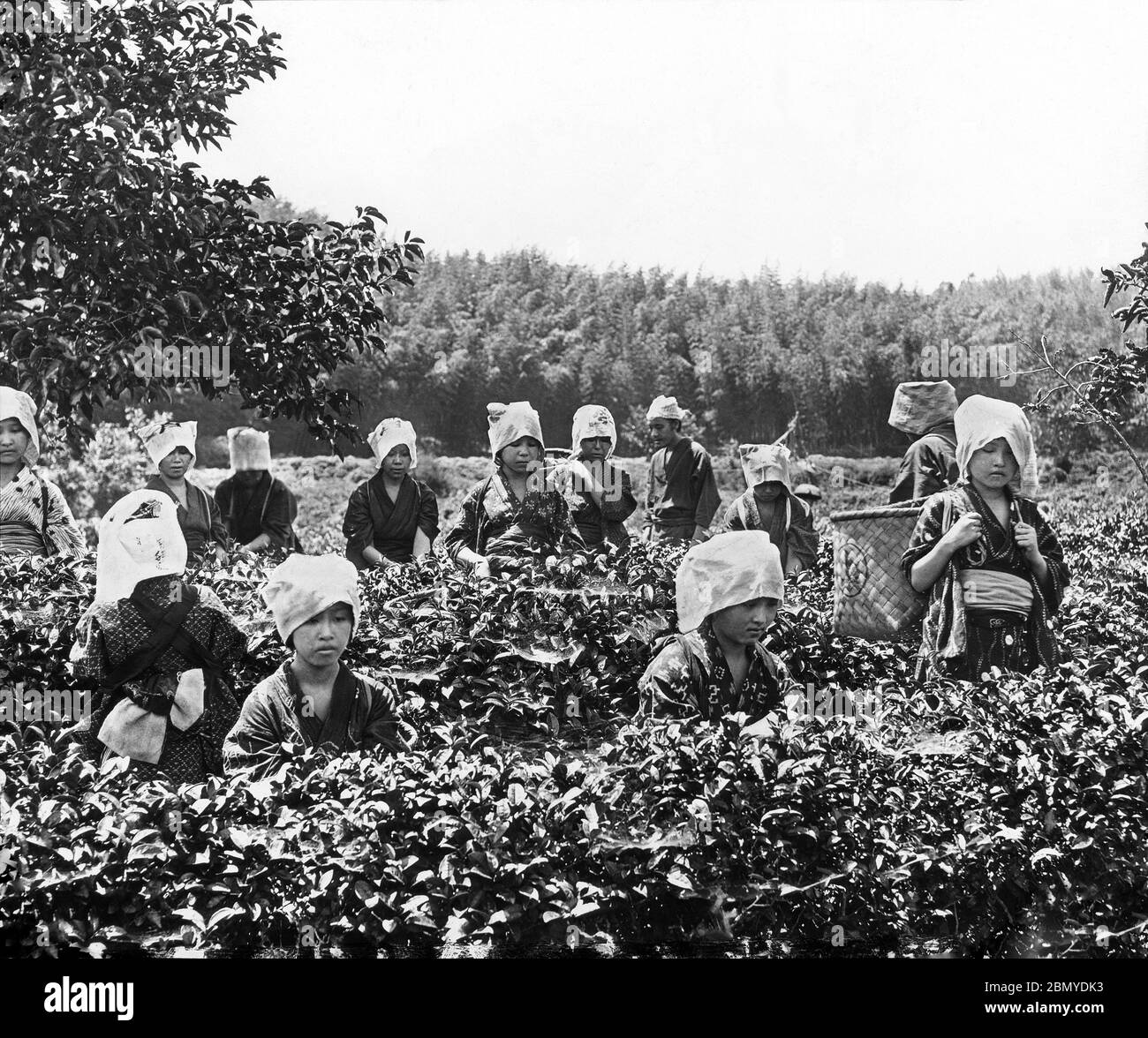 [ 1890s Japan - Japanese Tea Pickers ] — Tea pickers in kimono, wearing ...