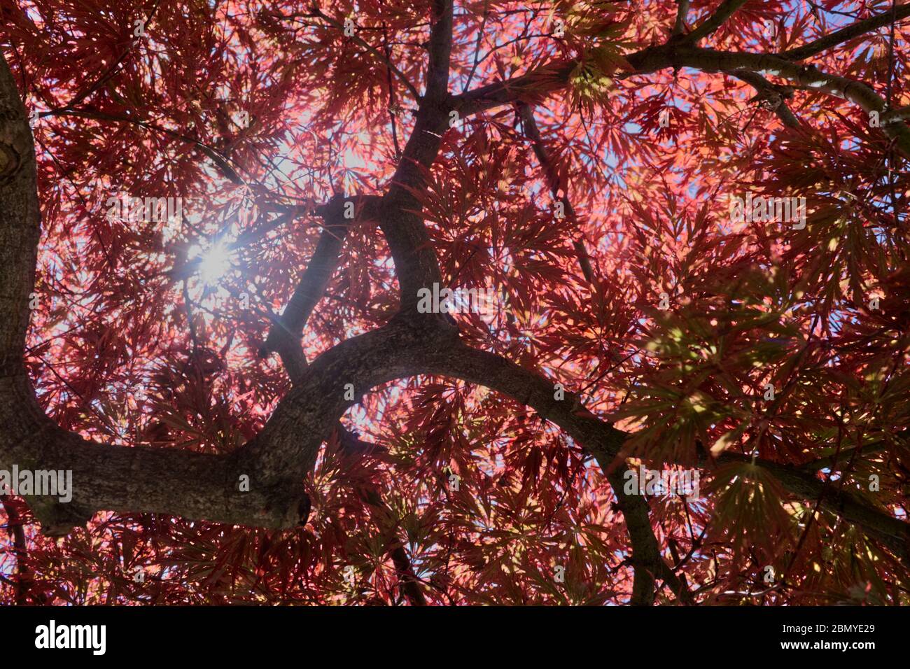 umbrella of a Japanese maple taken from under Stock Photo - Alamy
