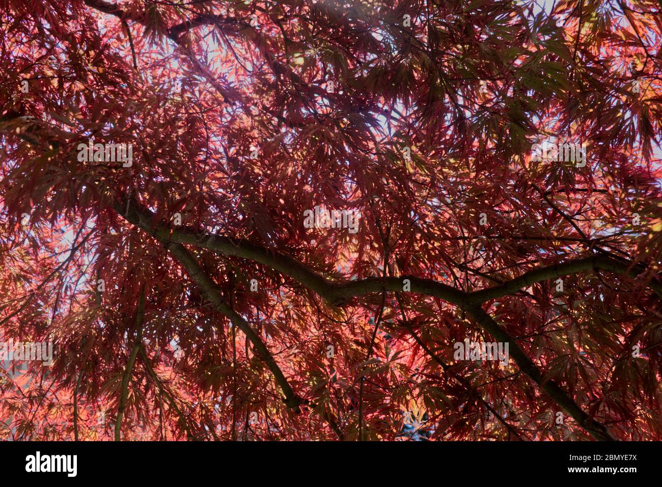 umbrella of a Japanese maple taken from under Stock Photo - Alamy