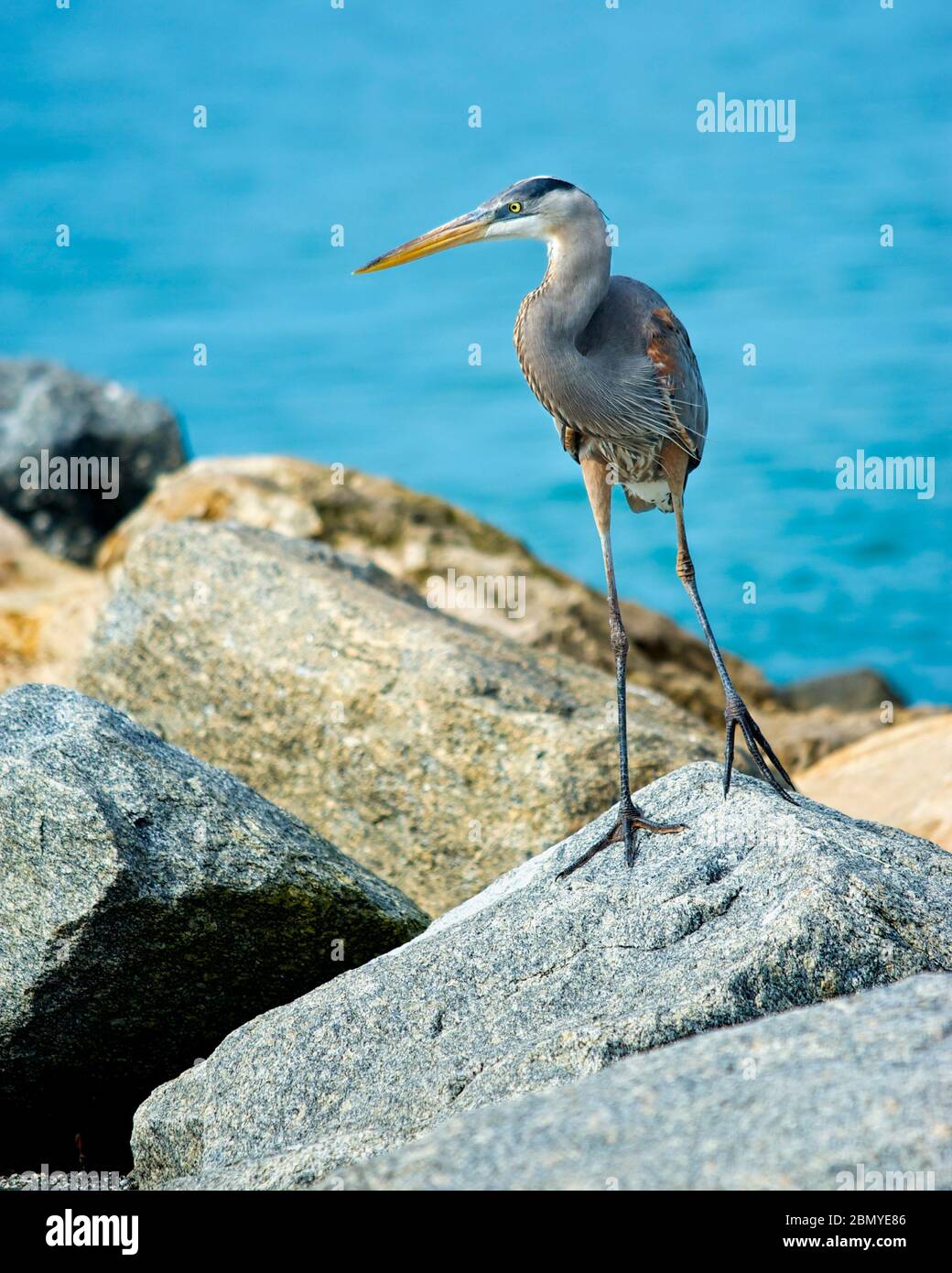 Heron on rocks hi-res stock photography and images - Alamy