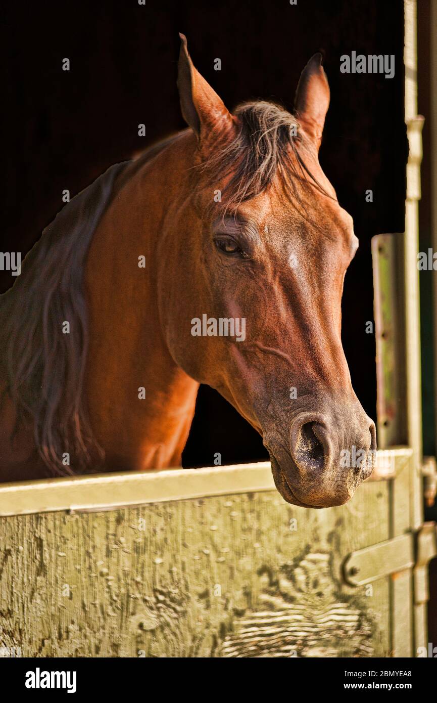 arabian horse in stall, enhanced Stock Photo - Alamy