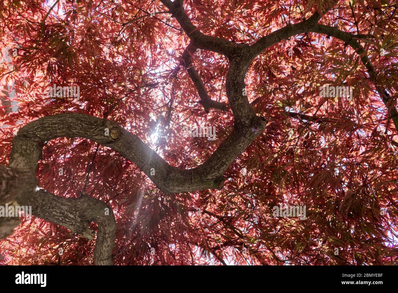 Green leaves bushes umbrella hi-res stock photography and images - Alamy