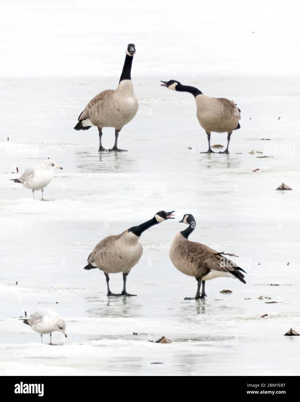 Arguing canada goose hi-res stock photography and images - Alamy