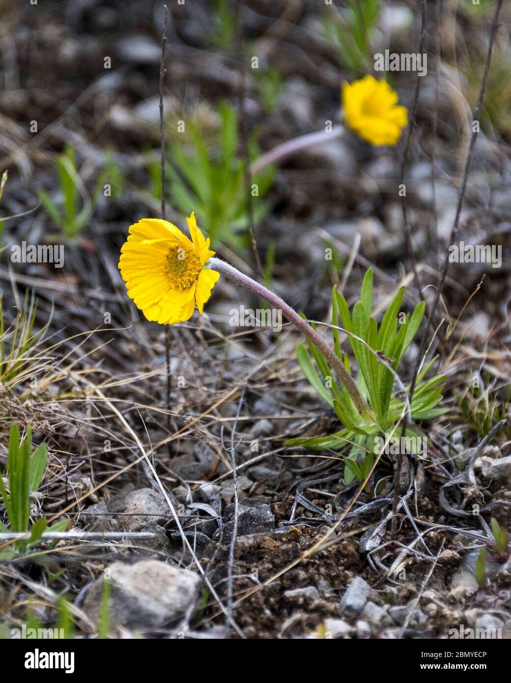 Endangered Lakeside Daisy in a protected land in Marblehead, Ohio Stock ...