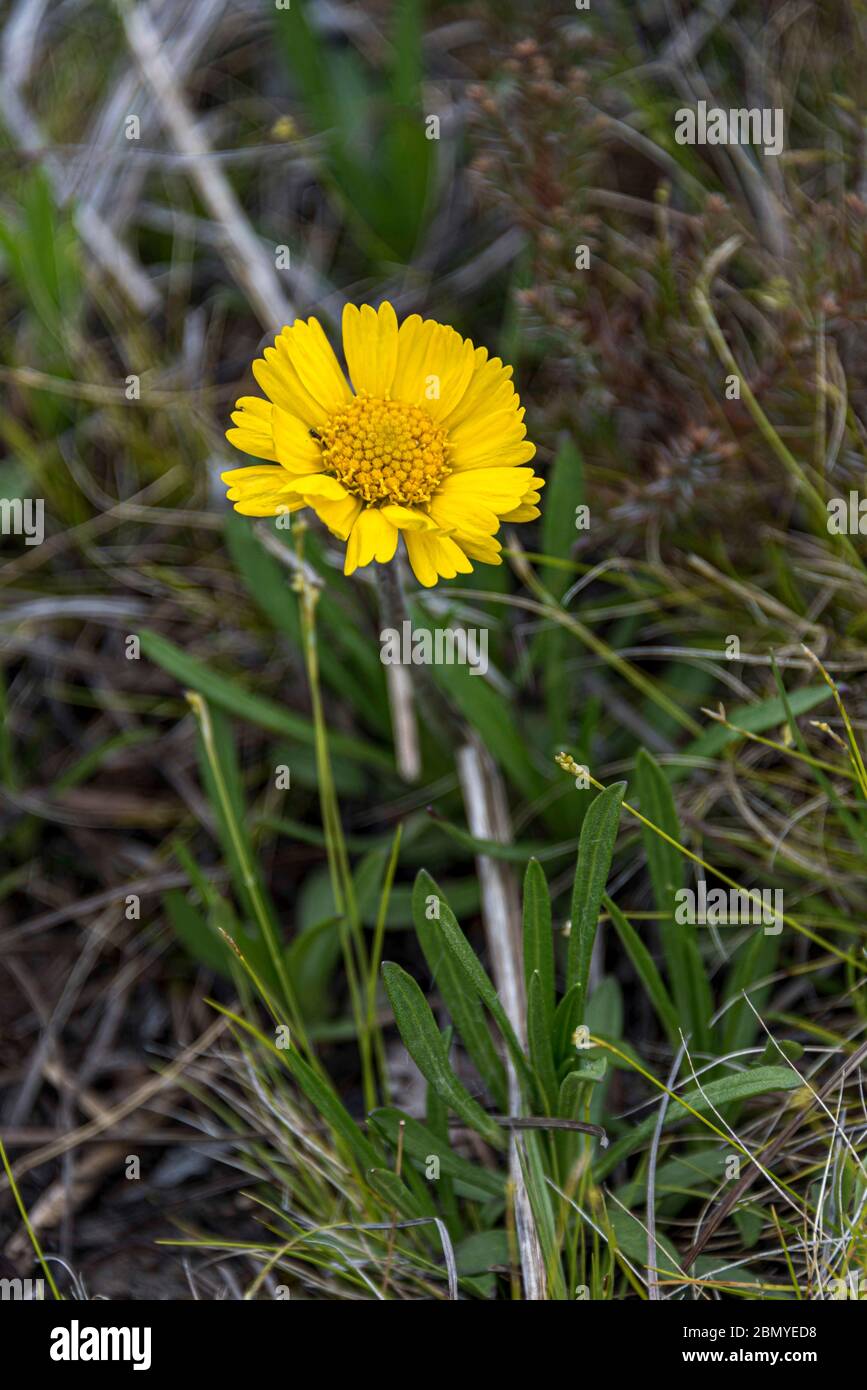 Endangered Lakeside Daisy in a protected land in Marblehead, Ohio Stock ...