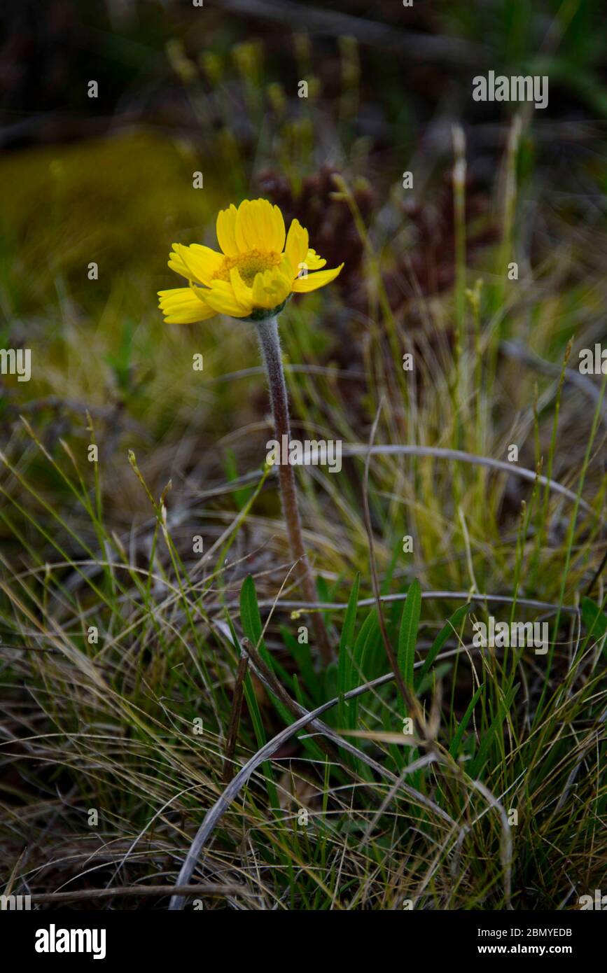 Endangered Lakeside Daisy in a protected land in Marblehead, Ohio Stock ...