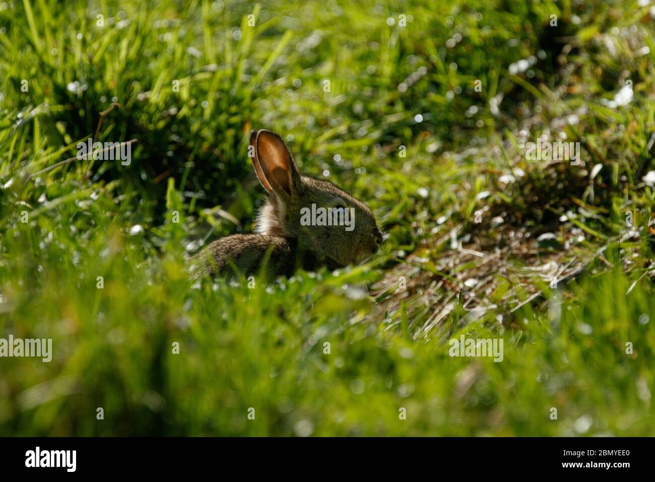 Shy young Rabbit hiding in long green grass, Nidderdale ,North ...