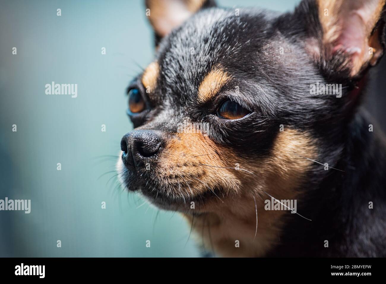 Are Chihuahuas Friendly