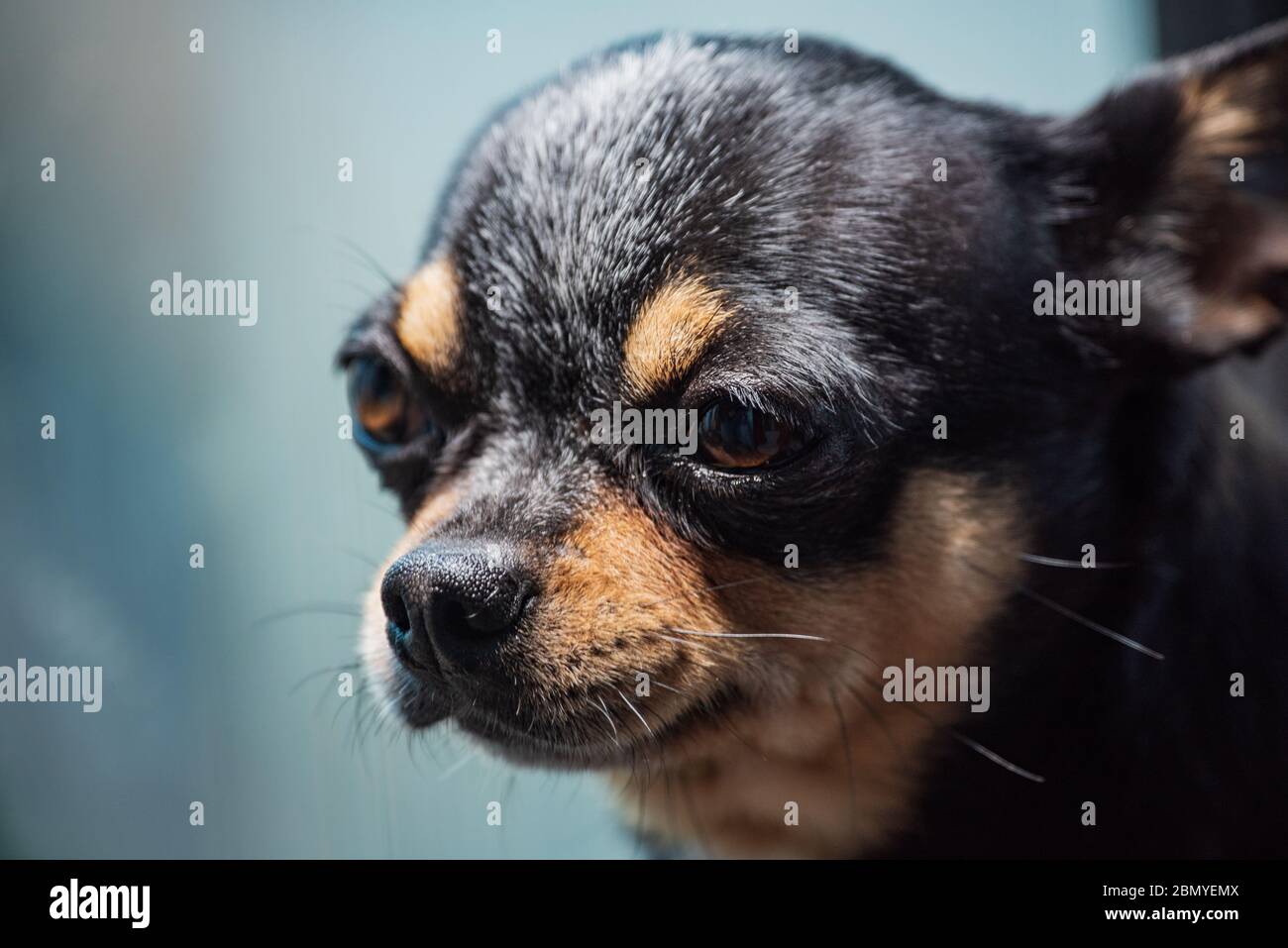 Blue Apple Head Chihuahua
