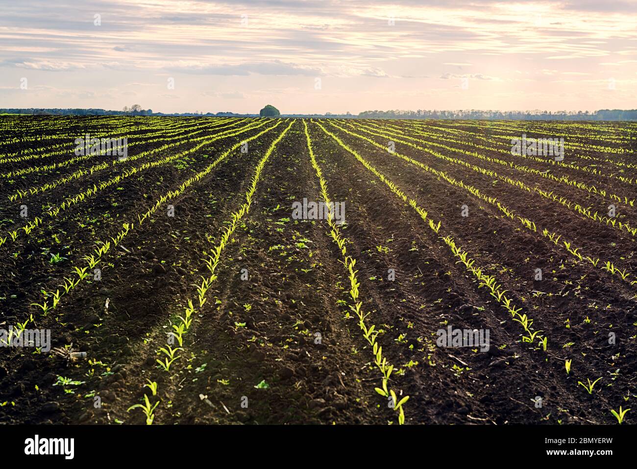 Spring corn hi-res stock photography and images - Alamy