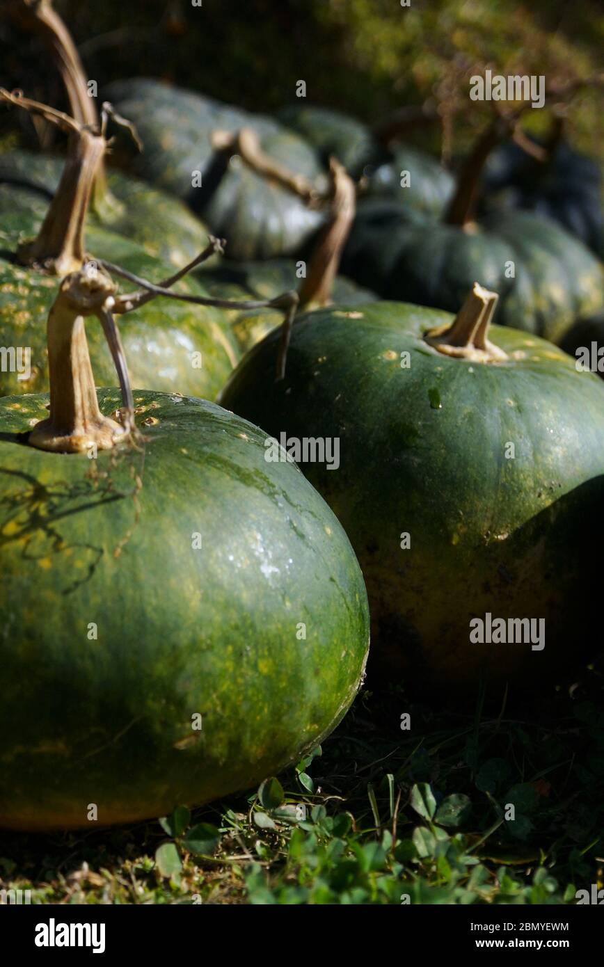 Pumpkin farming hi-res stock photography and images - Alamy