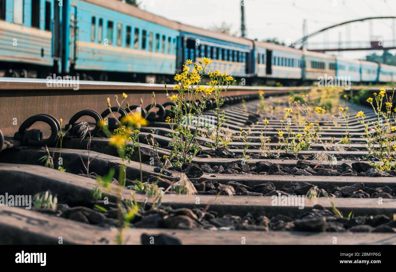 Green railway wagon flowers hi-res stock photography and images - Alamy