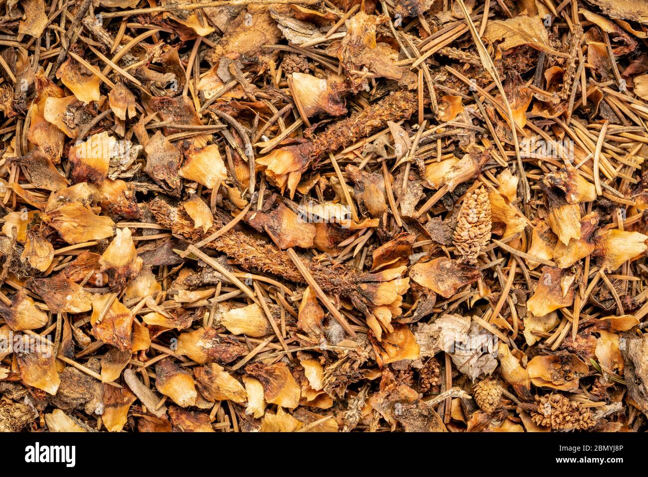 closeup background and texture of forest floor under spruce tree Stock ...