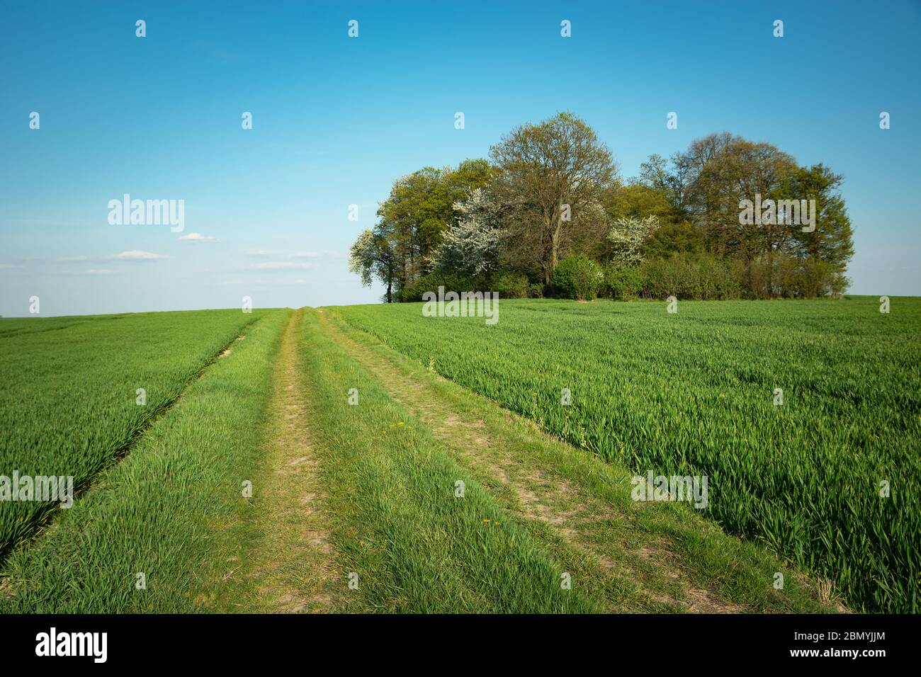 Grassy road through ripening green fields, group of trees on the ...