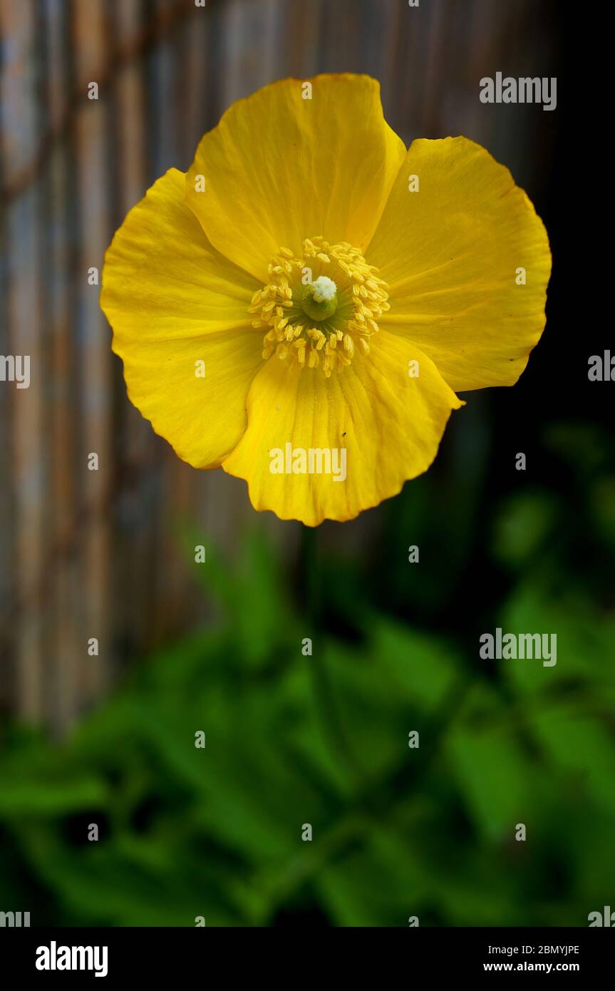 Welsh poppy nature flower hi-res stock photography and images - Alamy