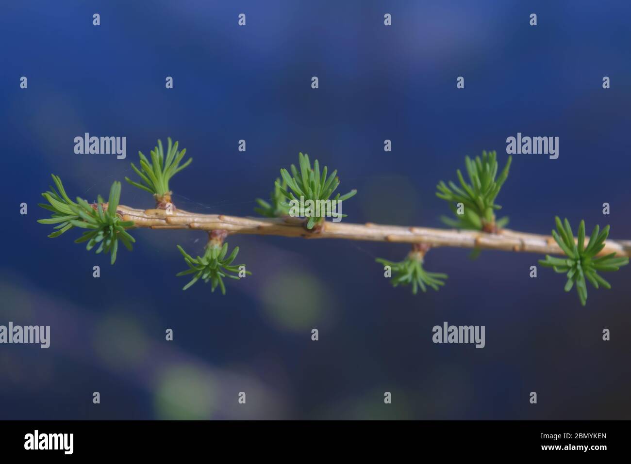 Larch branch with young shoots on a blurred background of forest ...