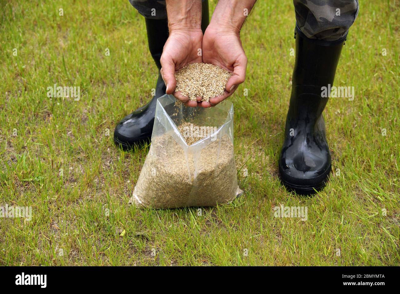 Preparations for compacting sowing. The man presents grass seeds Stock ...