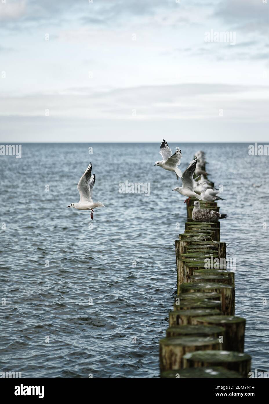 Birds flying lead hi-res stock photography and images - Alamy