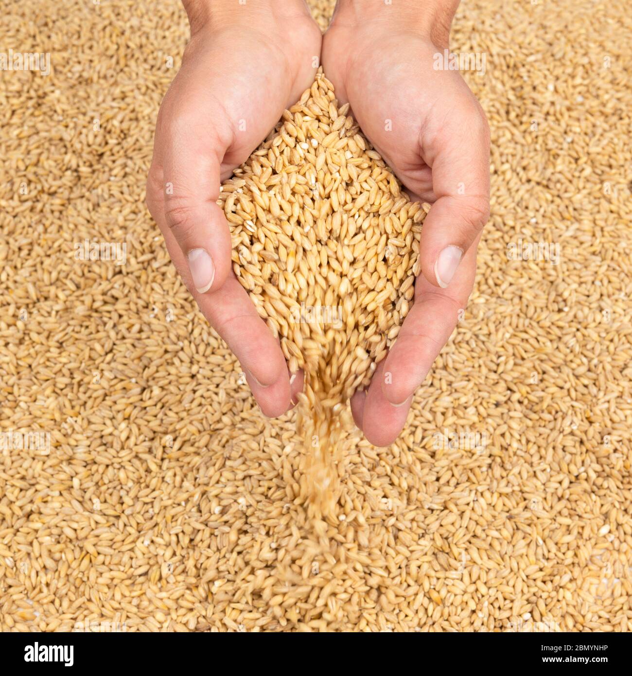 Hands with cereal grain pouring down. Food crisis concept Stock Photo ...
