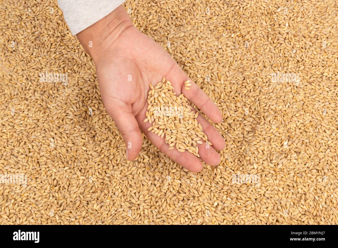 Hand with whole rye grain on the background of granary storage Stock ...