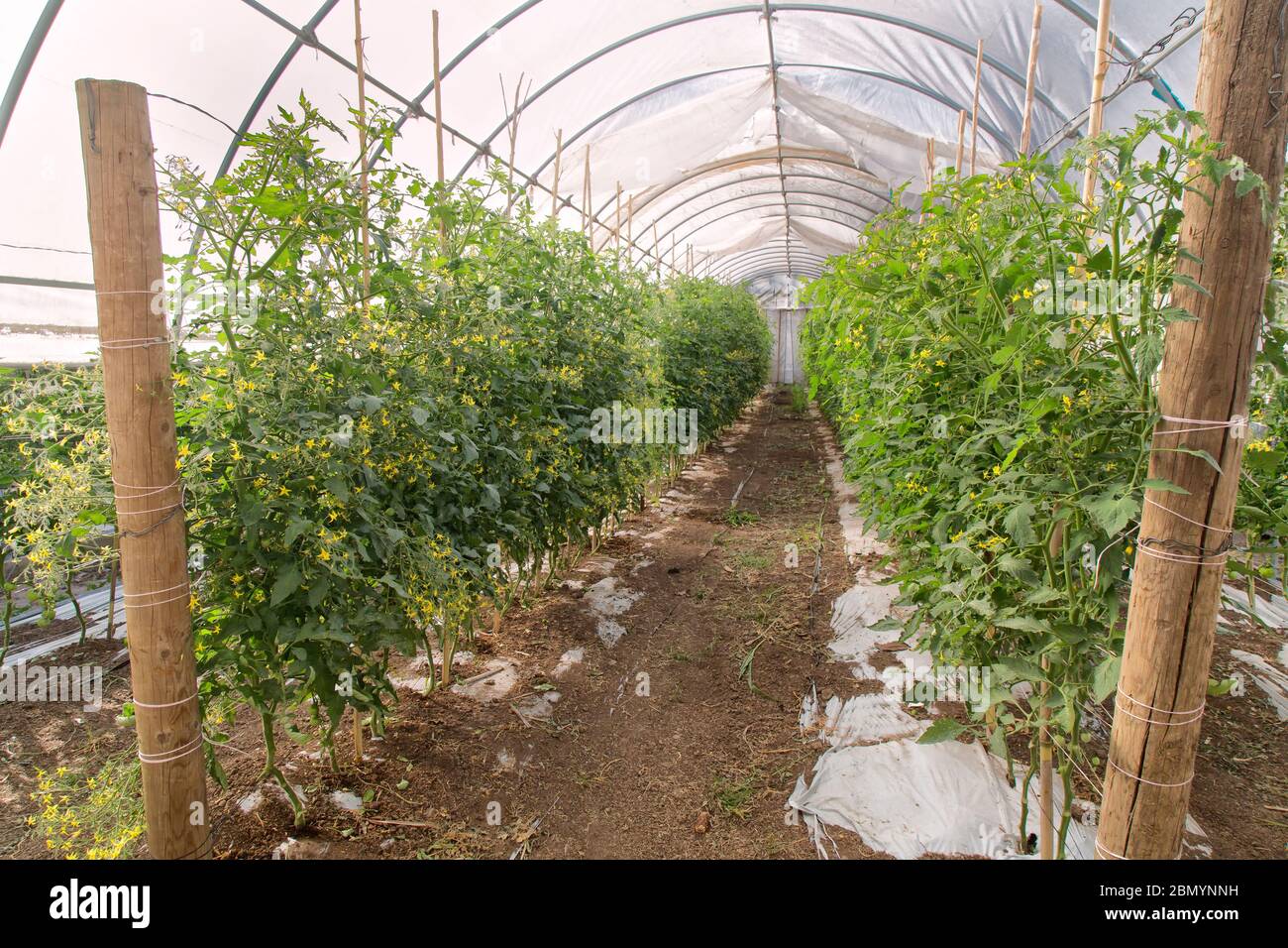 Climbing/trellised Tomato plants flowering in greenhouse 'Solanum ...