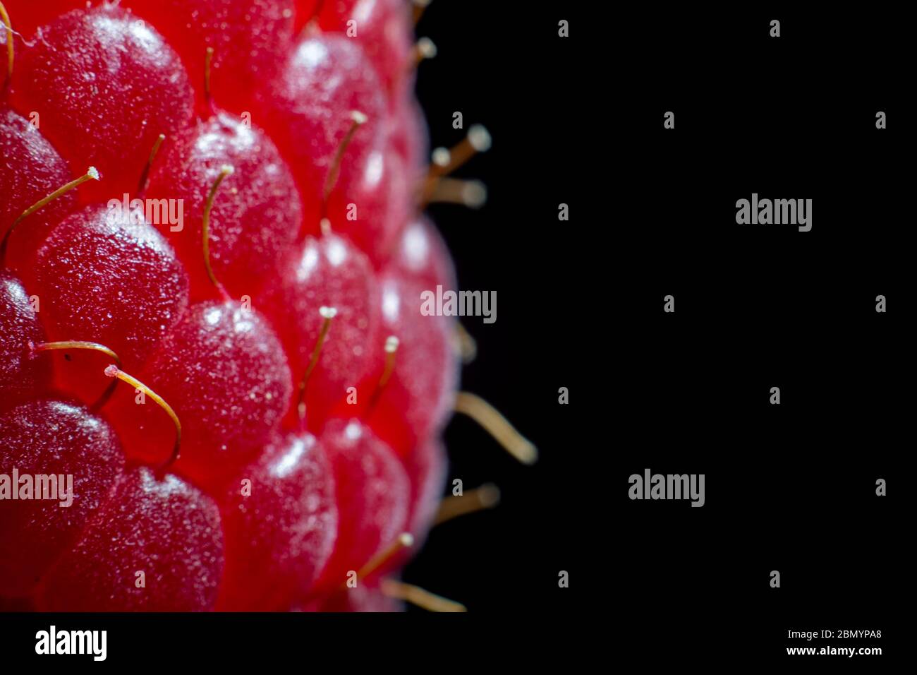 A macro close up photograph of a raspberry set against a black ...