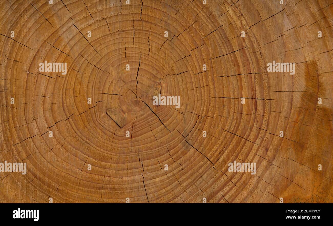 Tree stump background. Cut wood texture pattern background Stock Photo ...