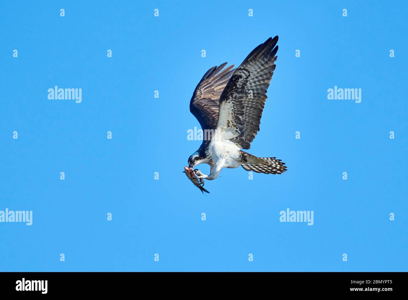 Osprey (Pandion haliaetus) carrying fish, Petite Riviere, Nova Scotia ...