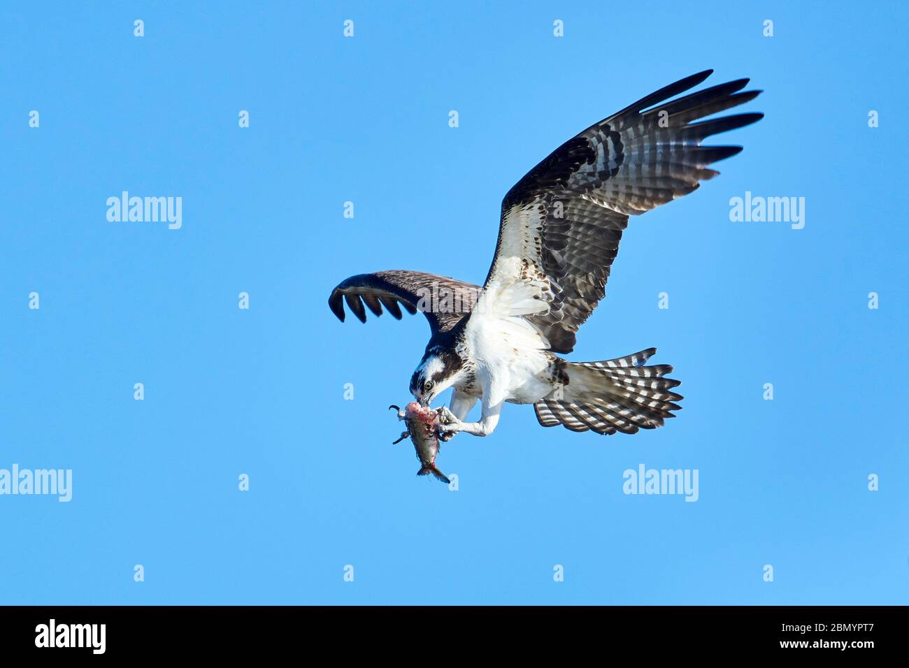 Osprey (Pandion haliaetus) carrying fish, Petite Riviere, Nova Scotia ...