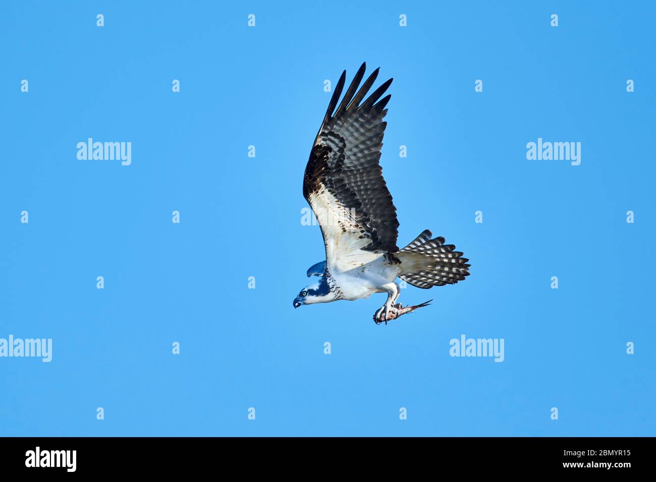 Osprey (Pandion haliaetus) carrying fish, Petite Riviere, Nova Scotia ...