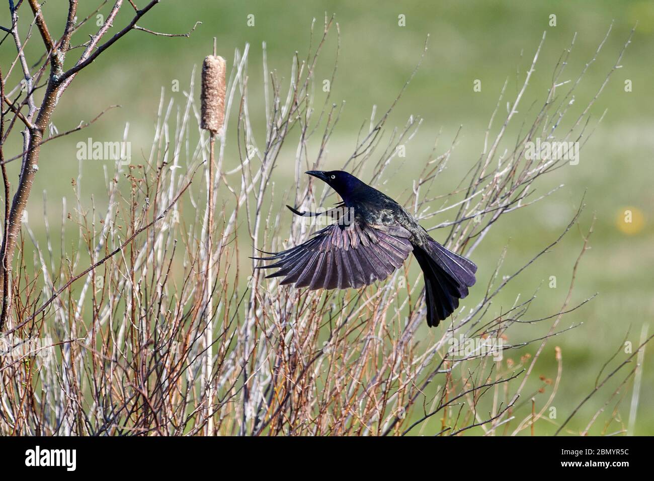 Grackle in flight hi-res stock photography and images - Alamy