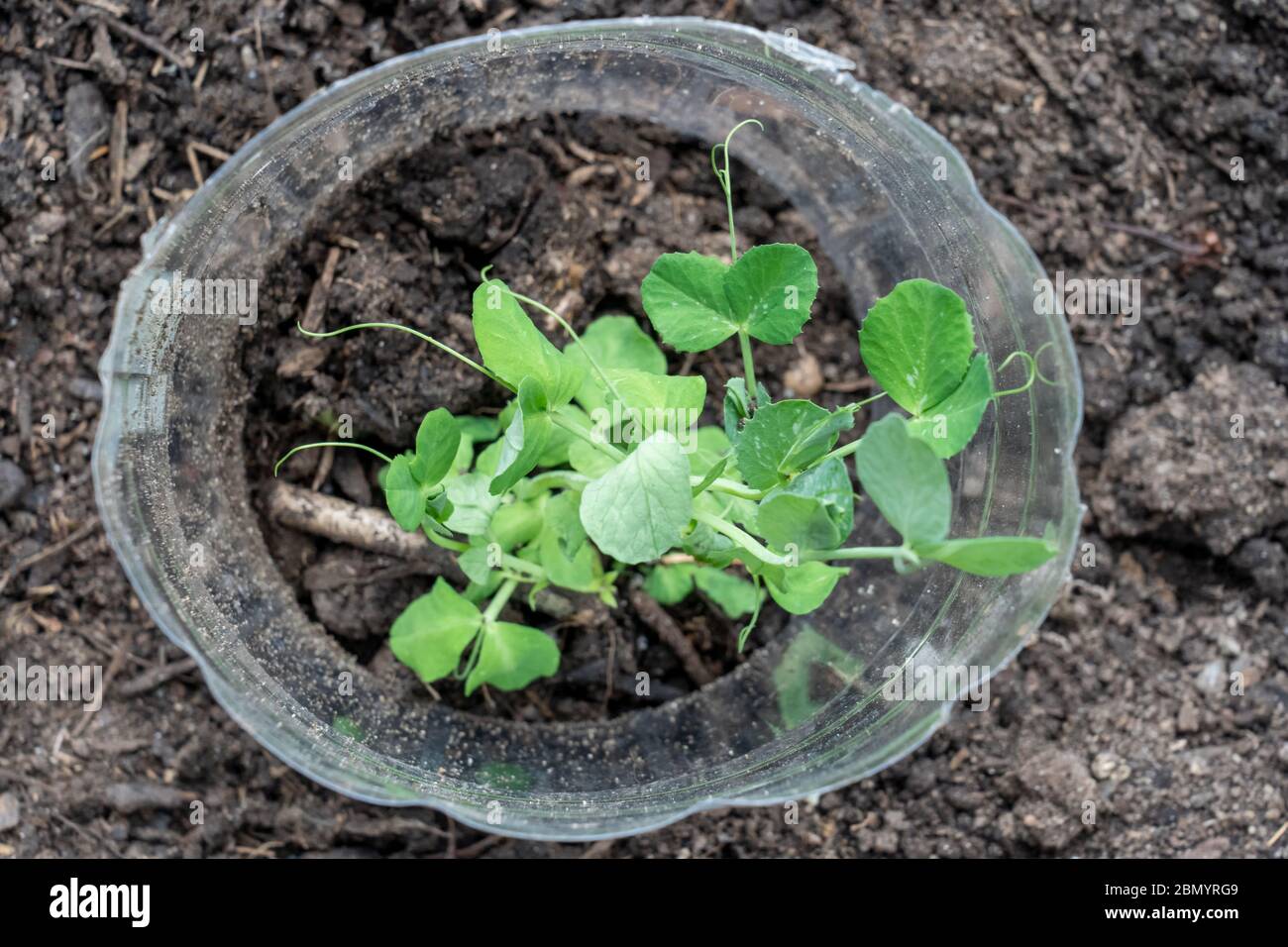 Issaquah, Washington, USA. Snap Pea starts growing inside a cut-out ...