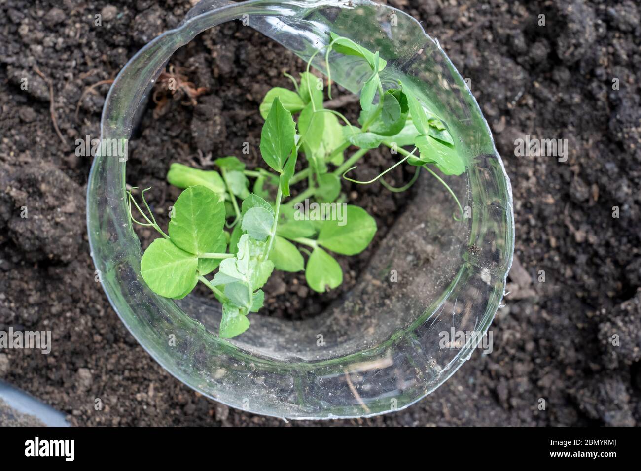 Issaquah, Washington, USA. Snap Pea starts growing inside a cut-out ...