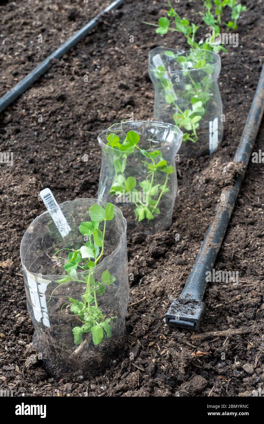 Issaquah, Washington, USA. Snap Pea starts growing inside a cut-out ...
