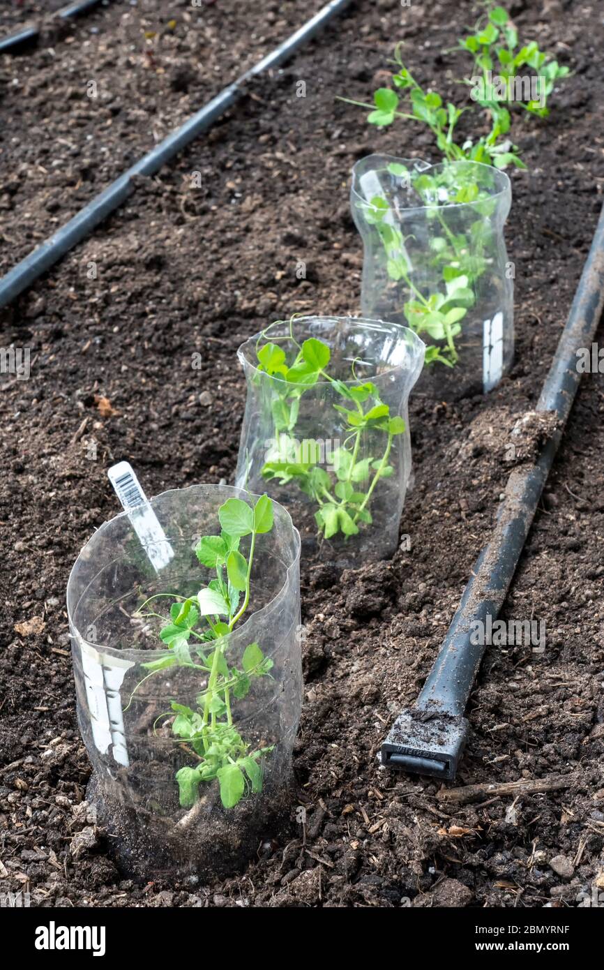 Issaquah, Washington, USA. Snap Pea starts growing inside a cut-out ...