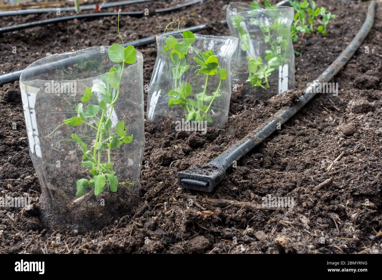 Issaquah, Washington, USA. Snap Pea starts growing inside a cut-out ...