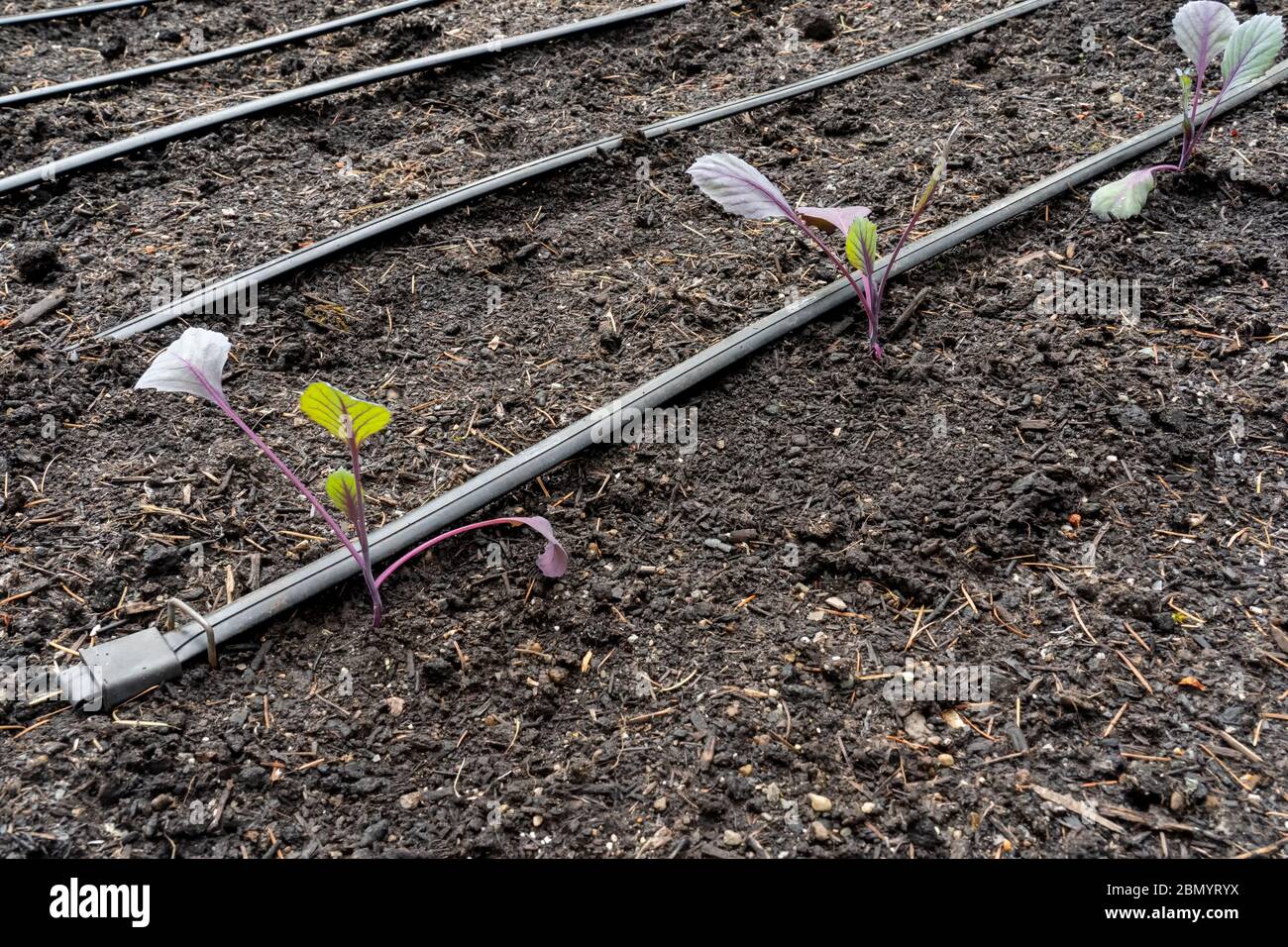 Irrigation system cabbage hi-res stock photography and images - Alamy