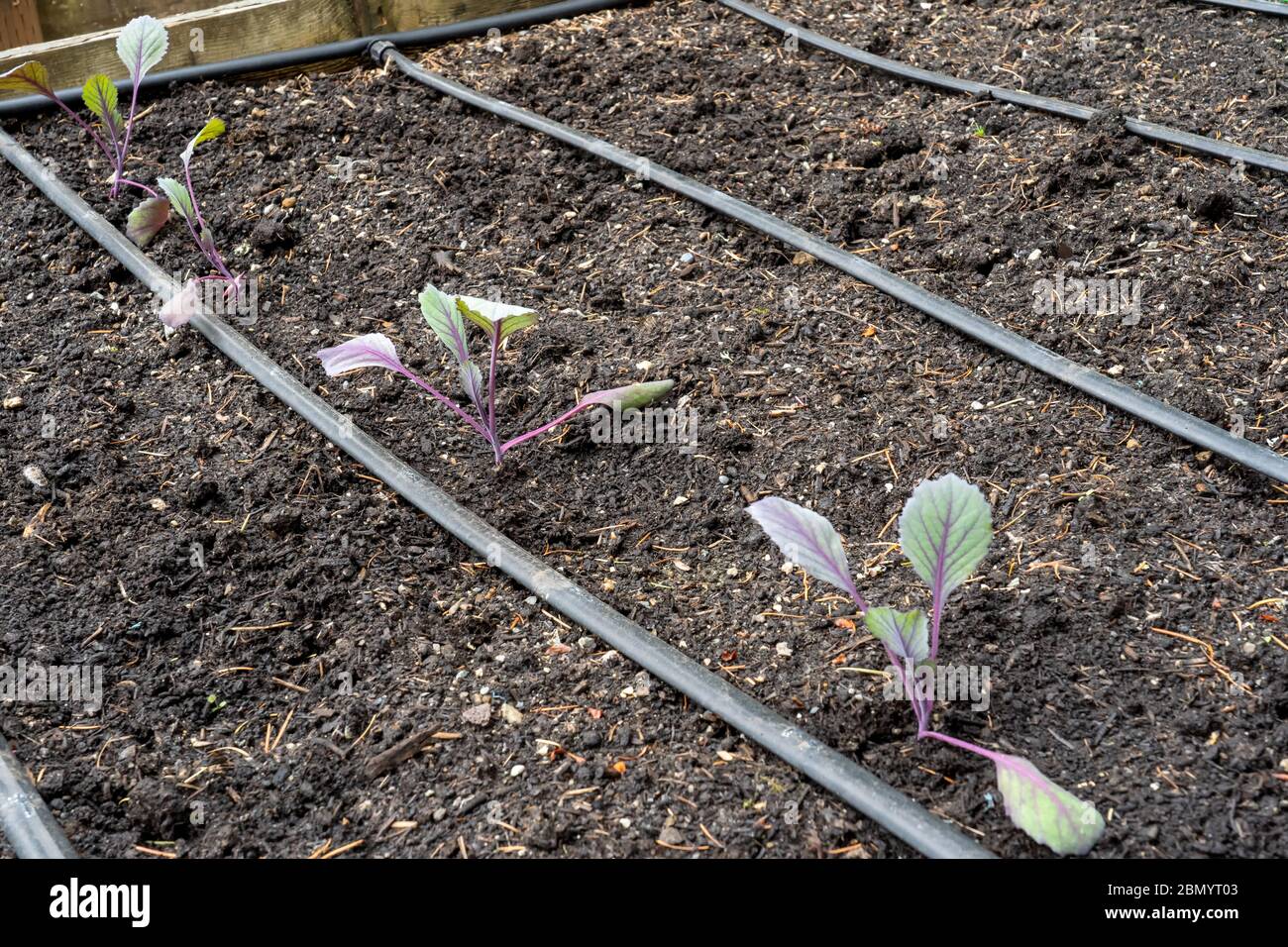 Irrigation system cabbage hi-res stock photography and images - Alamy