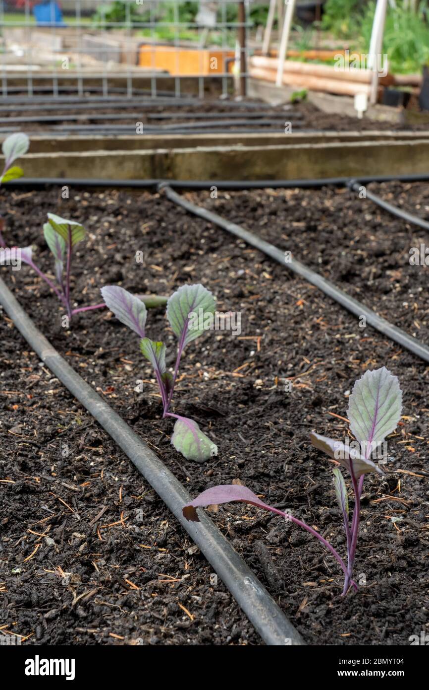 Irrigation system cabbage hi-res stock photography and images - Alamy