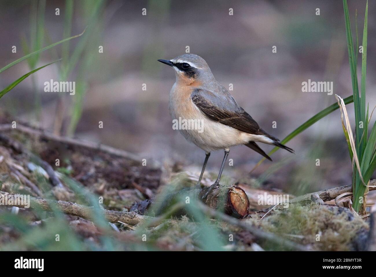Common Wheatear High Resolution Stock Photography and Images - Alamy