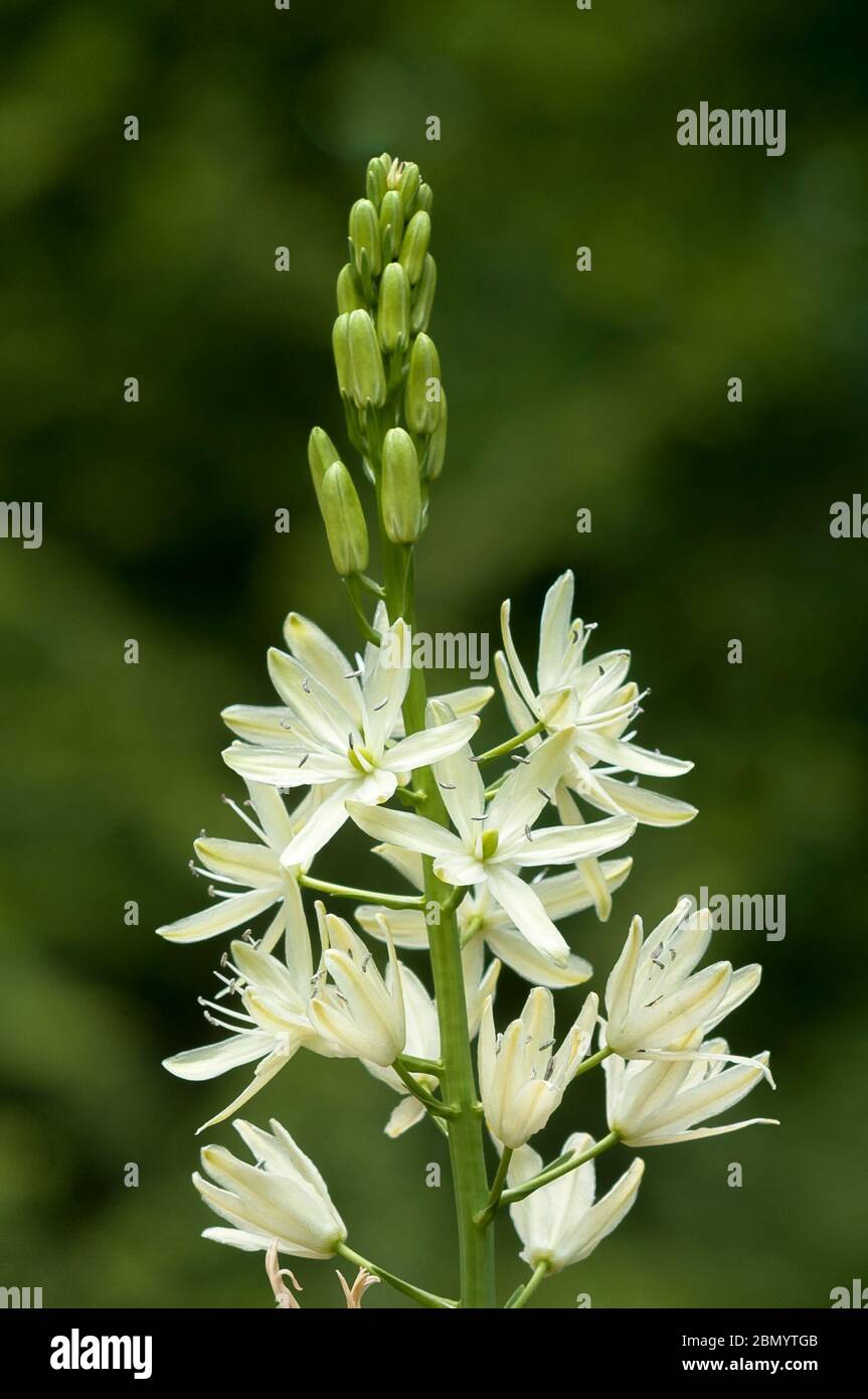 White form, common camas Stock Photo - Alamy