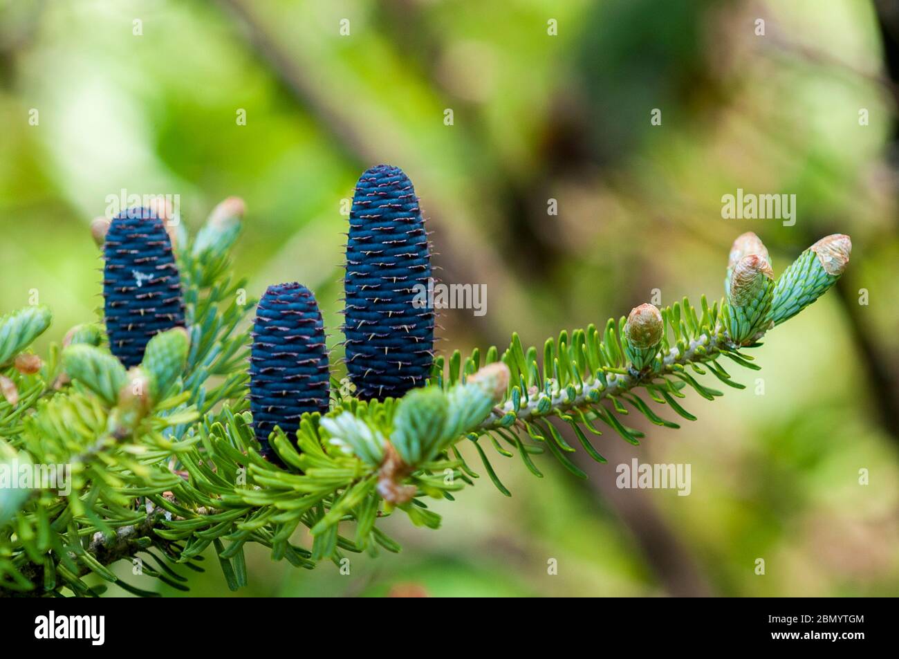 immature fir cones Stock Photo - Alamy
