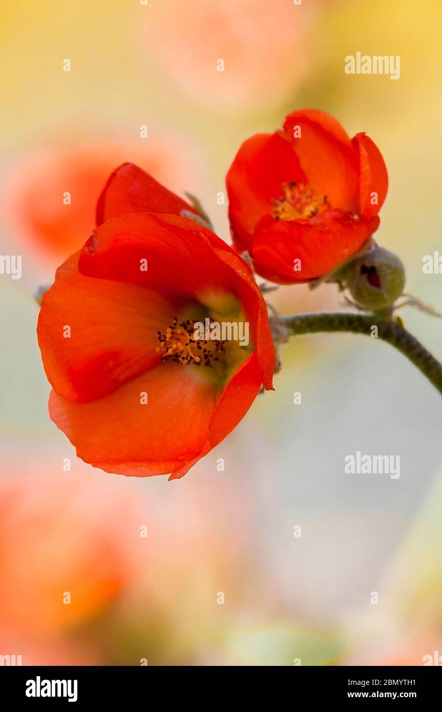 Munroe's globe mallow, Sphaeralcea munroana Stock Photo - Alamy