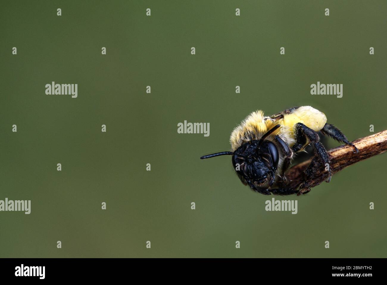 Closeup of bumblebee face hi-res stock photography and images - Alamy