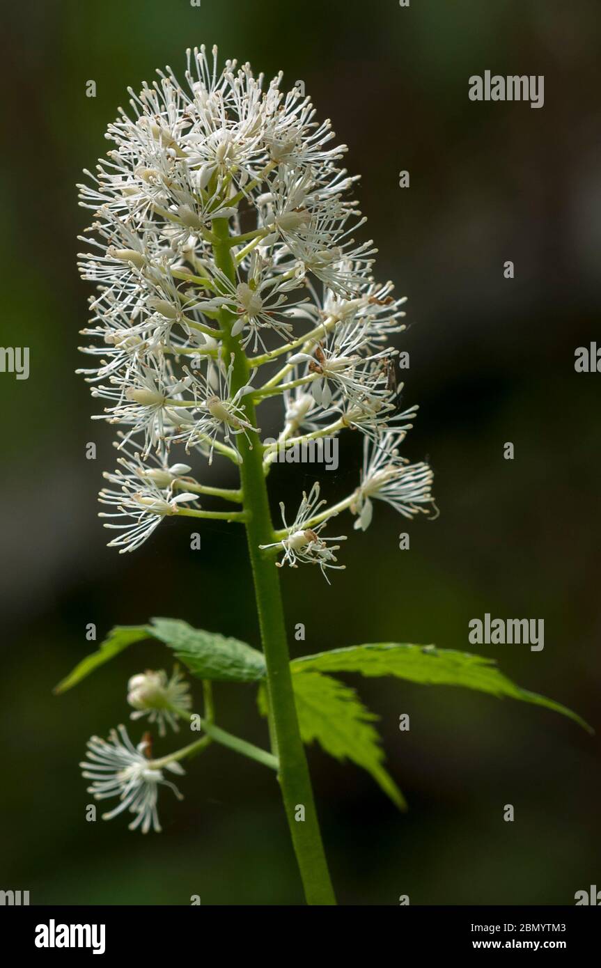White baneberry hi-res stock photography and images - Alamy