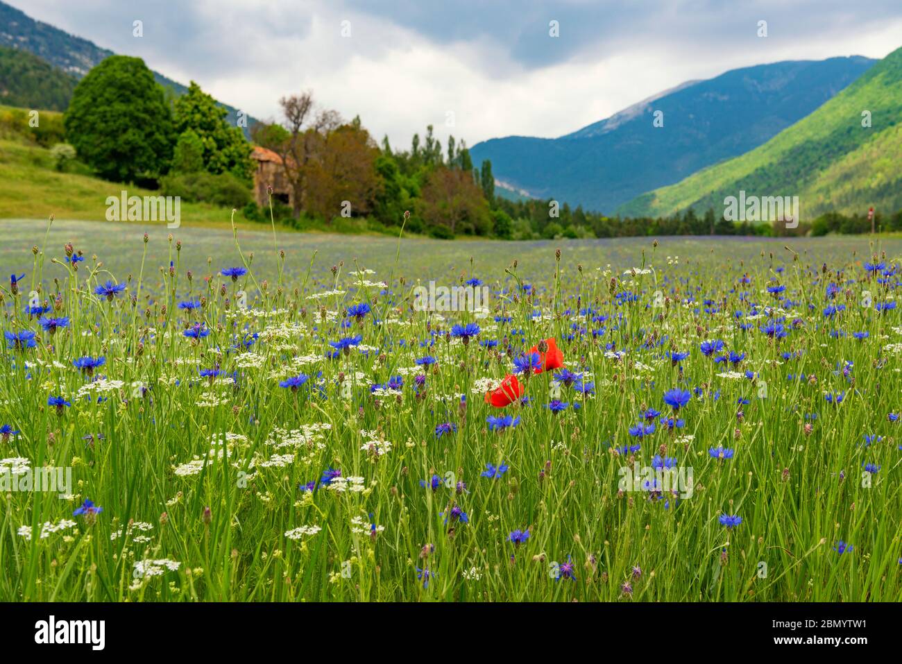 Beautiful cornflower field in Provence, France Stock Photo - Alamy