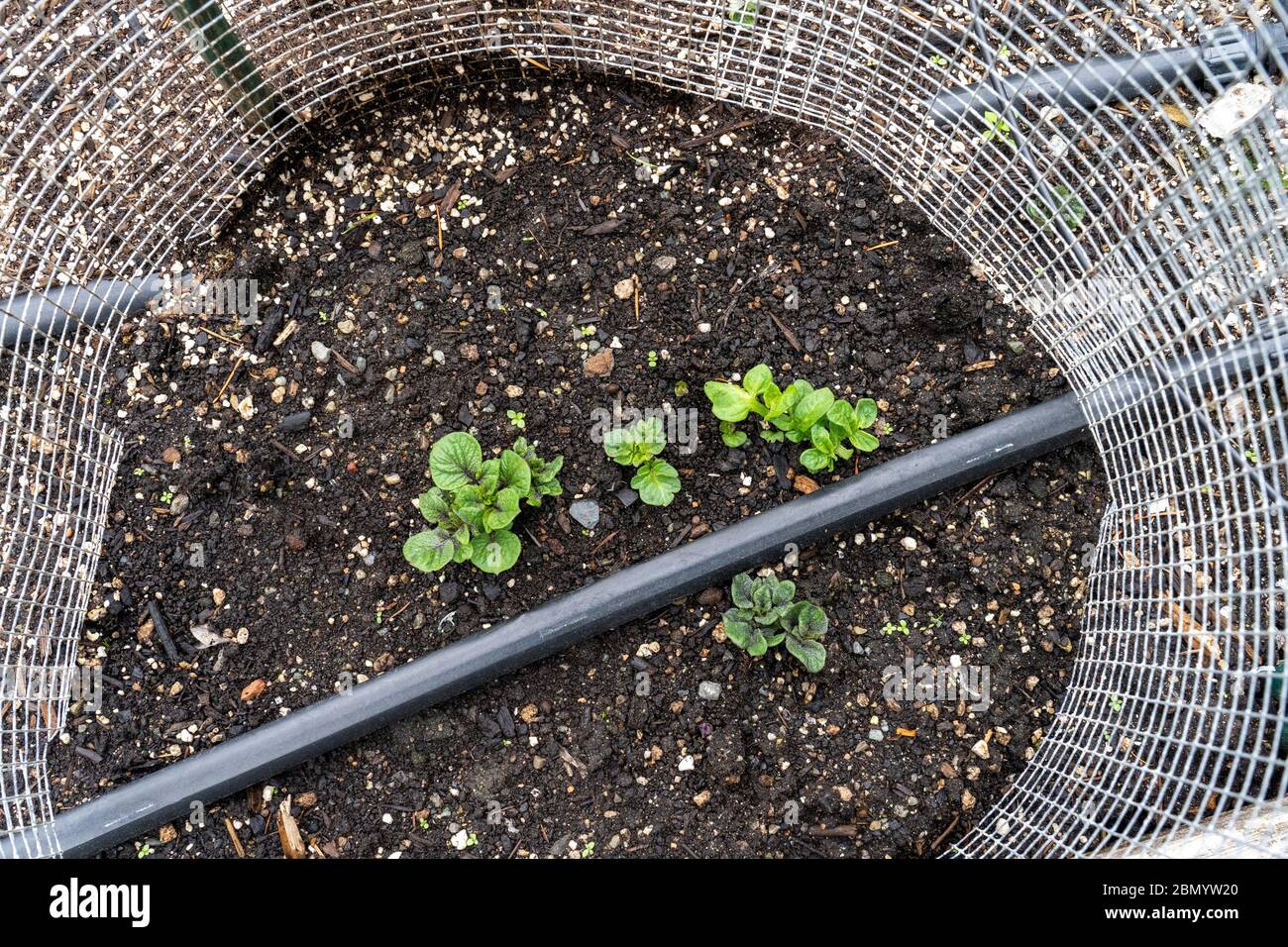 Irrigation line hi-res stock photography and images - Alamy