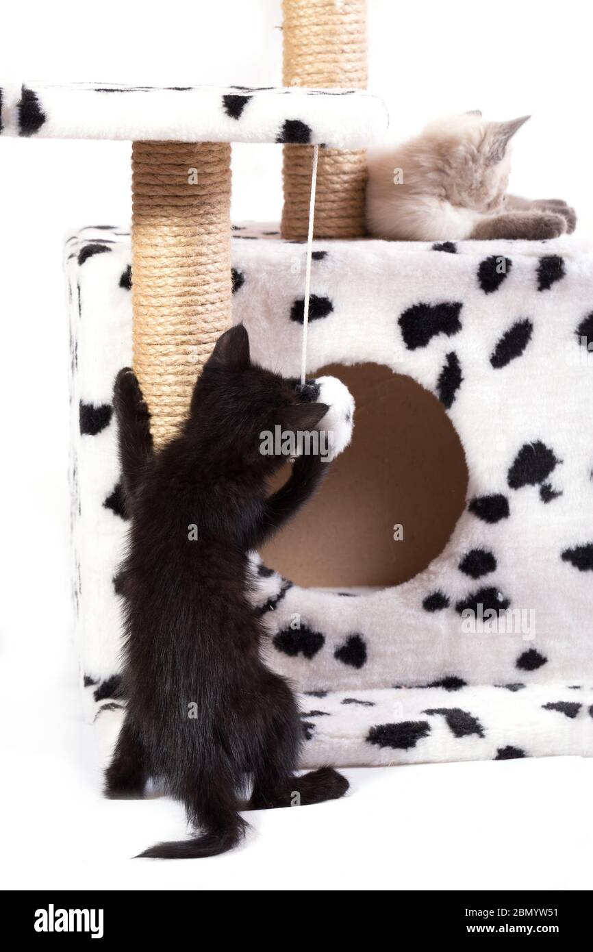 Kittens play in the game complex for cats Stock Photo - Alamy